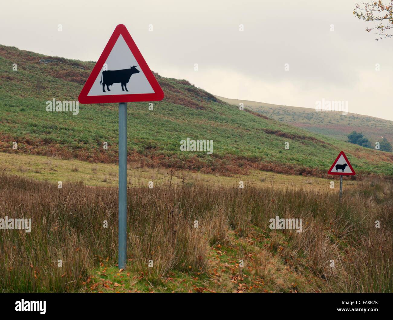 Beware cattle sign hi-res stock photography and images - Alamy