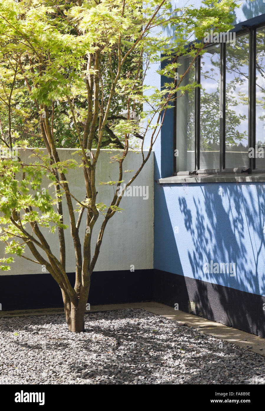 An Acer in a corner at High Cross House, Dartington, Devon. High Cross ...