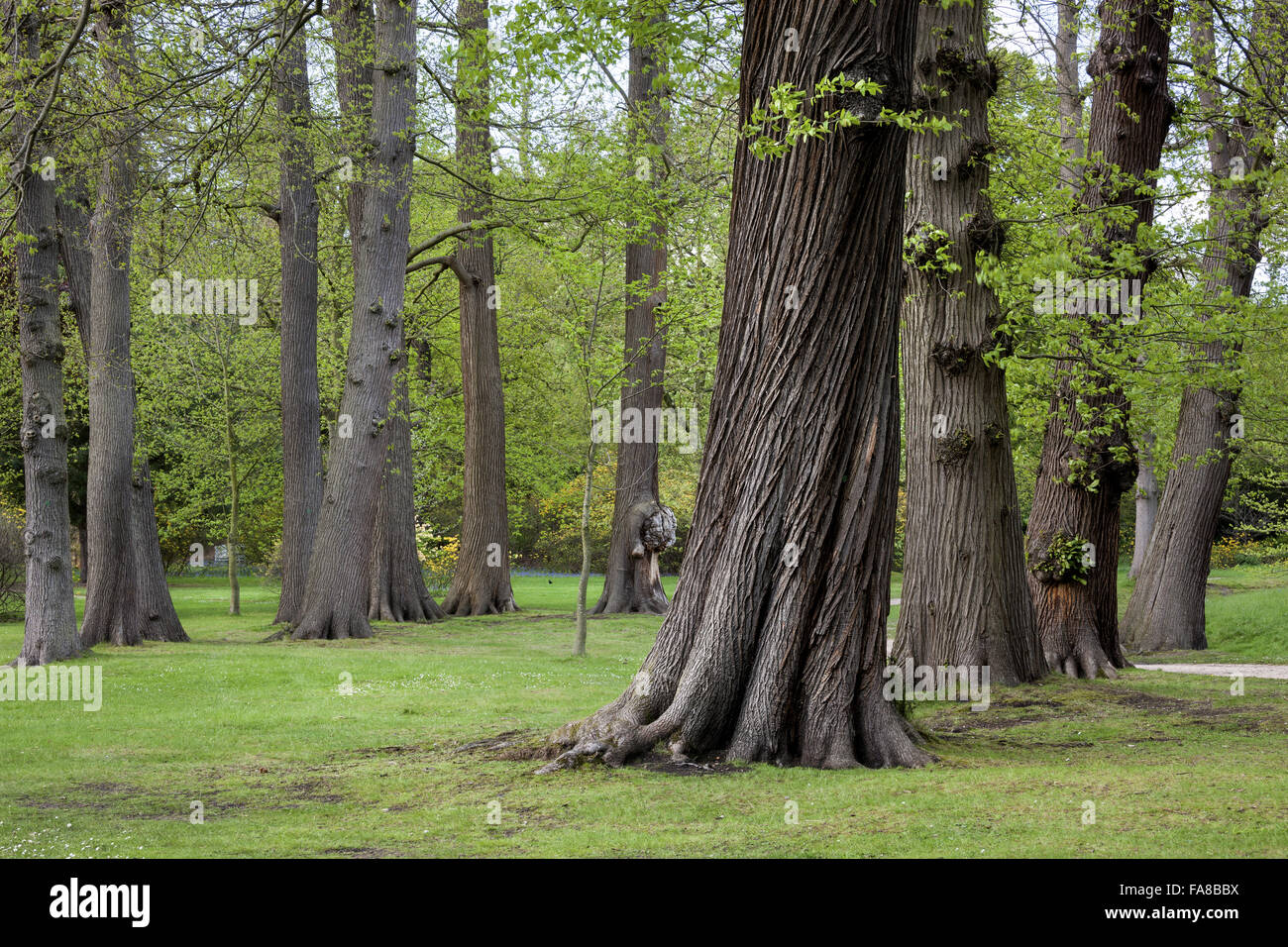 Trees near the lake at Claremont Landscape Garden, Surrey Stock Photo ...