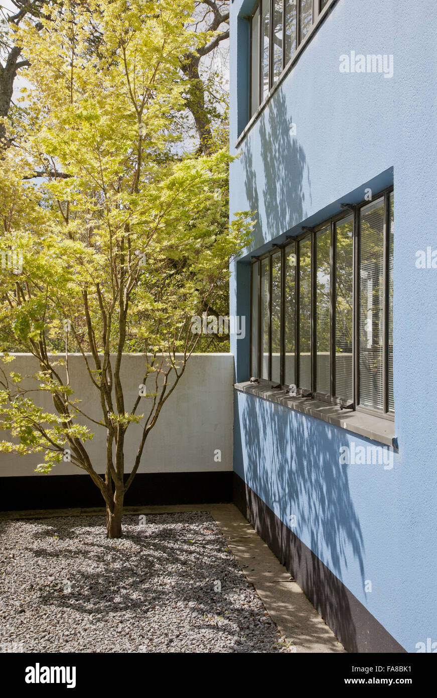 Acer tree against an exterior wall at High Cross House, Dartington ...