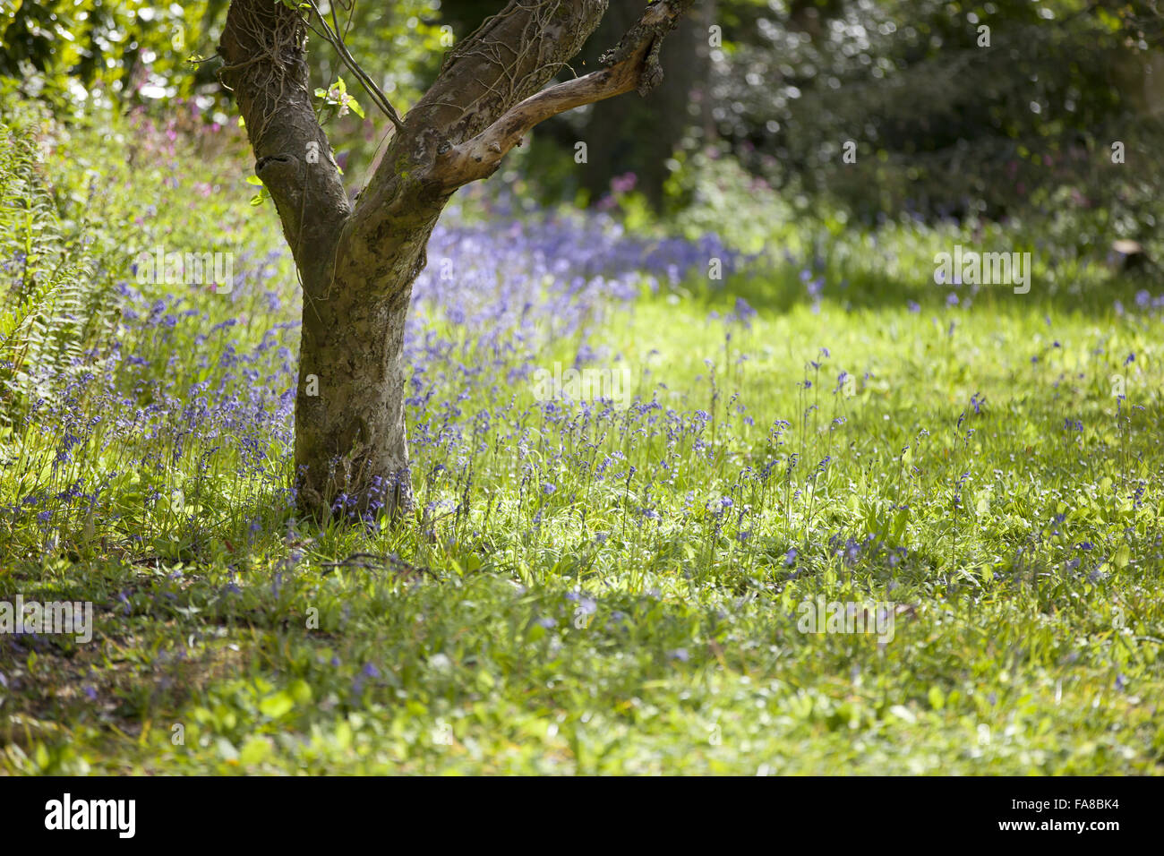 High cross house dartington hi-res stock photography and images - Alamy
