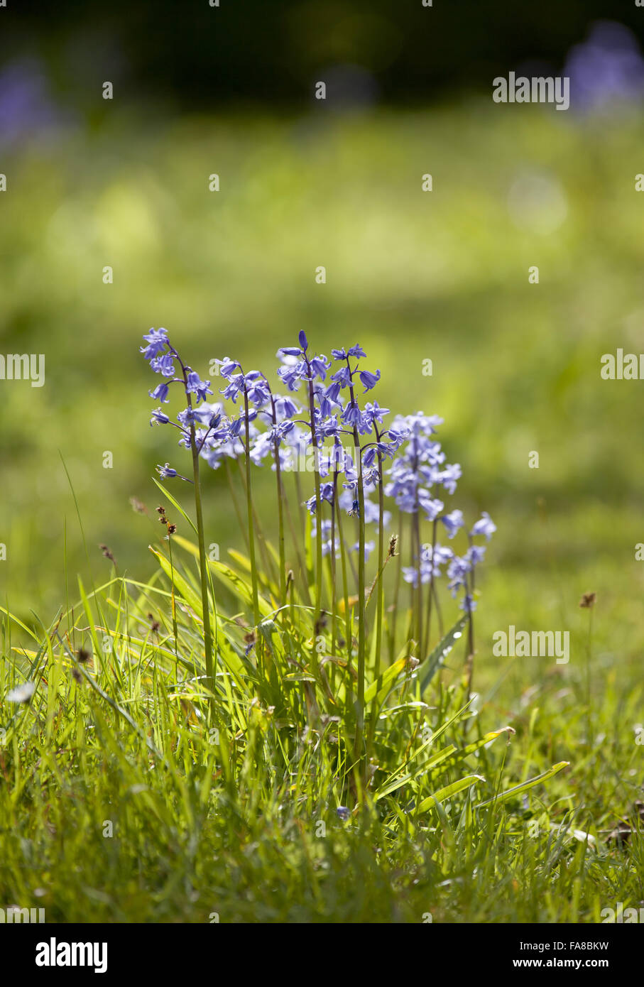 Bluebells in the garden of High Cross House, Dartington, Devon Stock ...