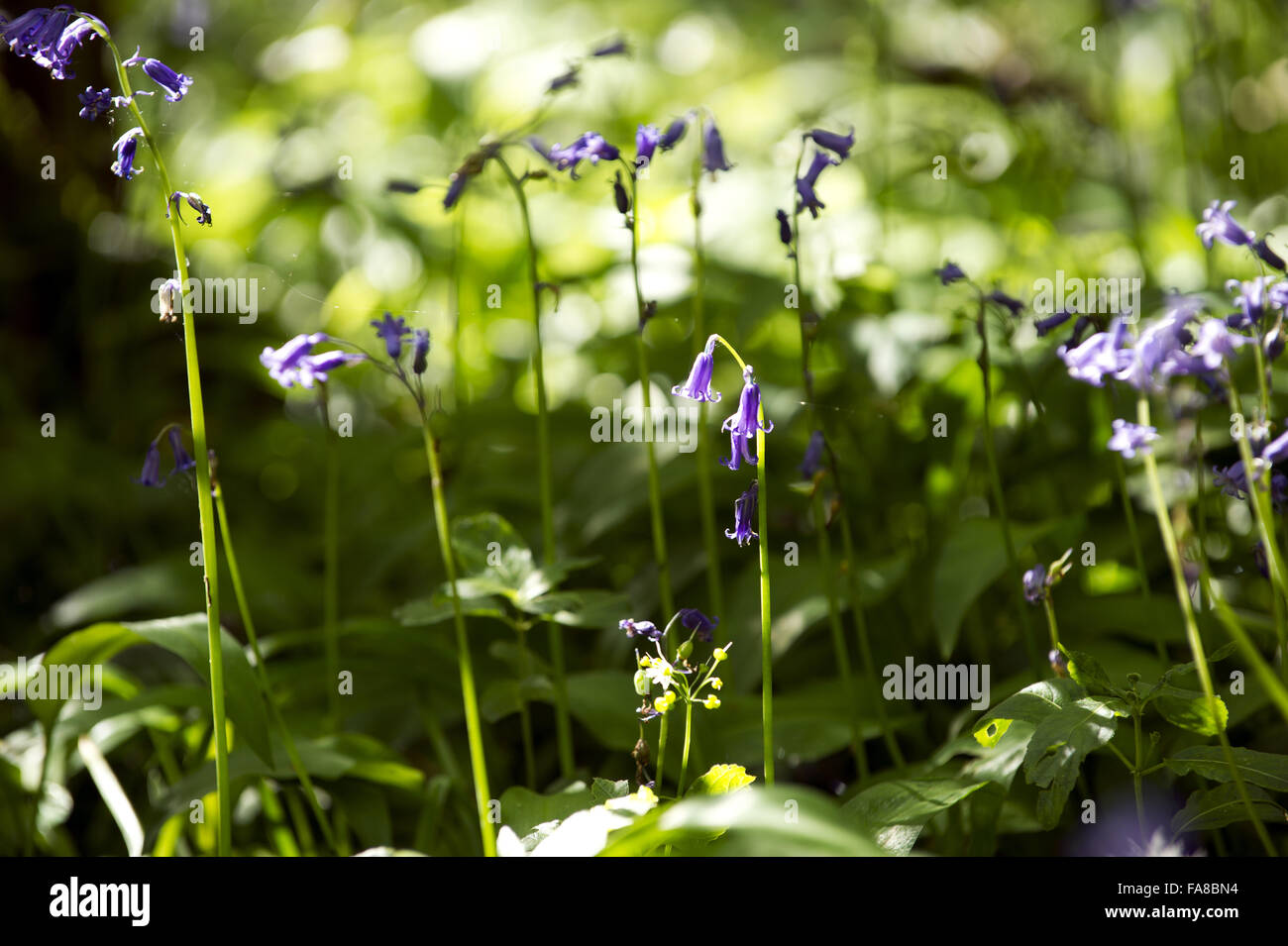 Bluebells in May at Box Hill, Surrey Stock Photo - Alamy