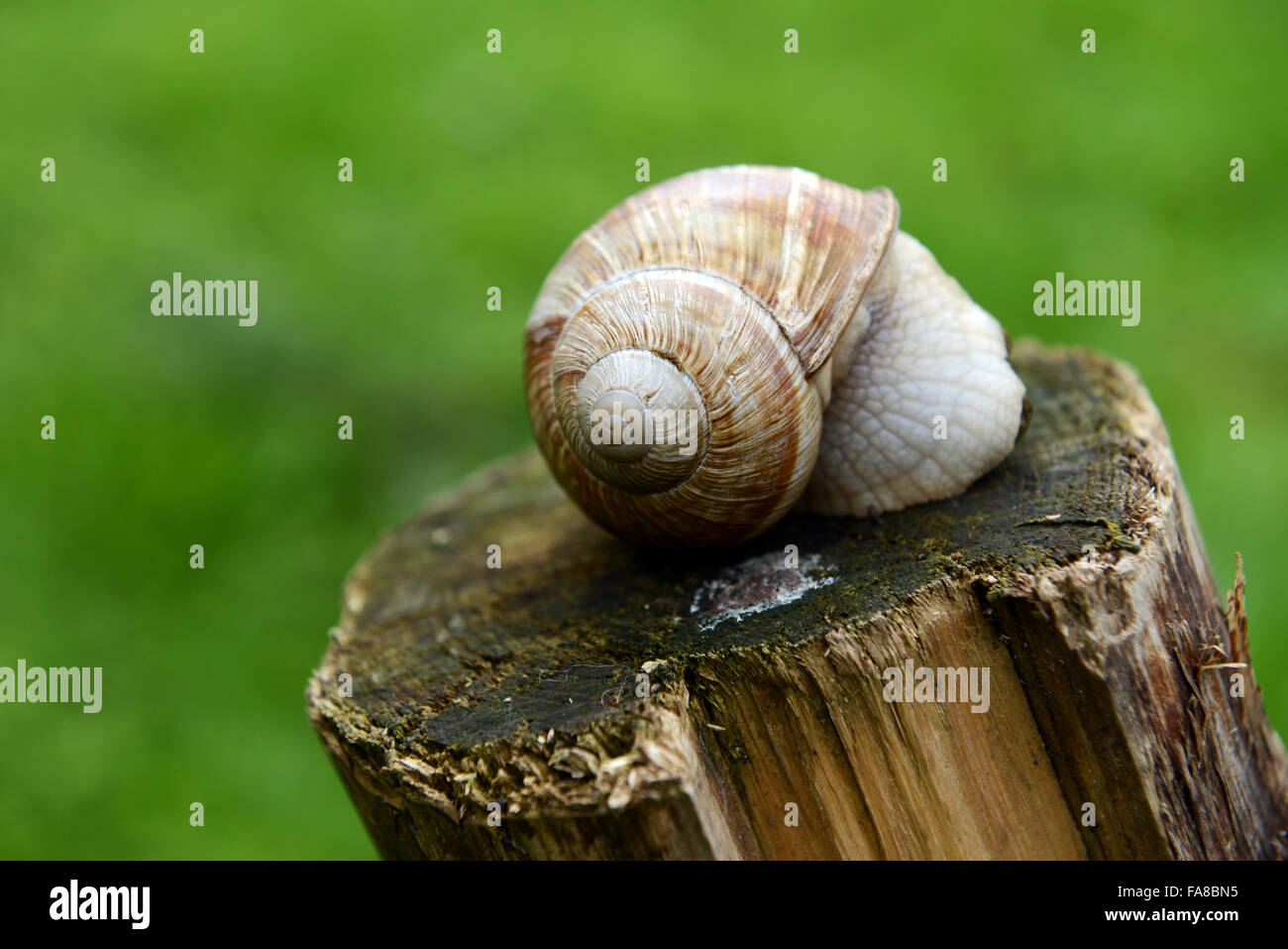 Snail at Box Hill, Surrey Stock Photo - Alamy