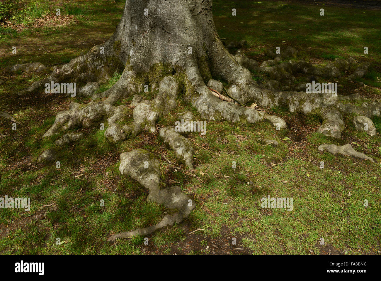 The roots of a tree push above ground at Box Hill, Surrey Stock Photo ...