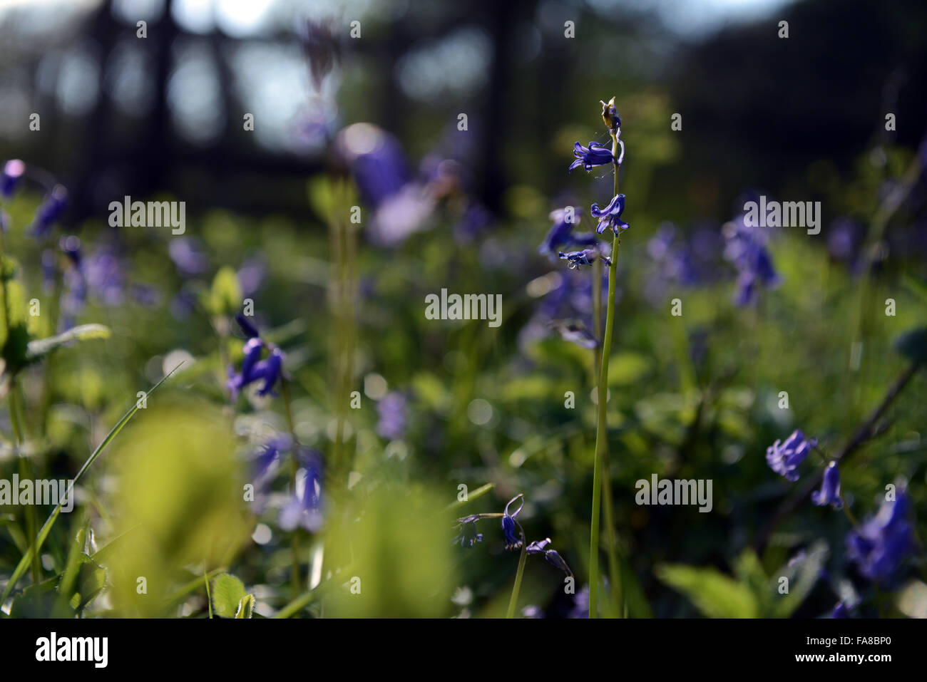 Box hill surrey spring hi-res stock photography and images - Alamy
