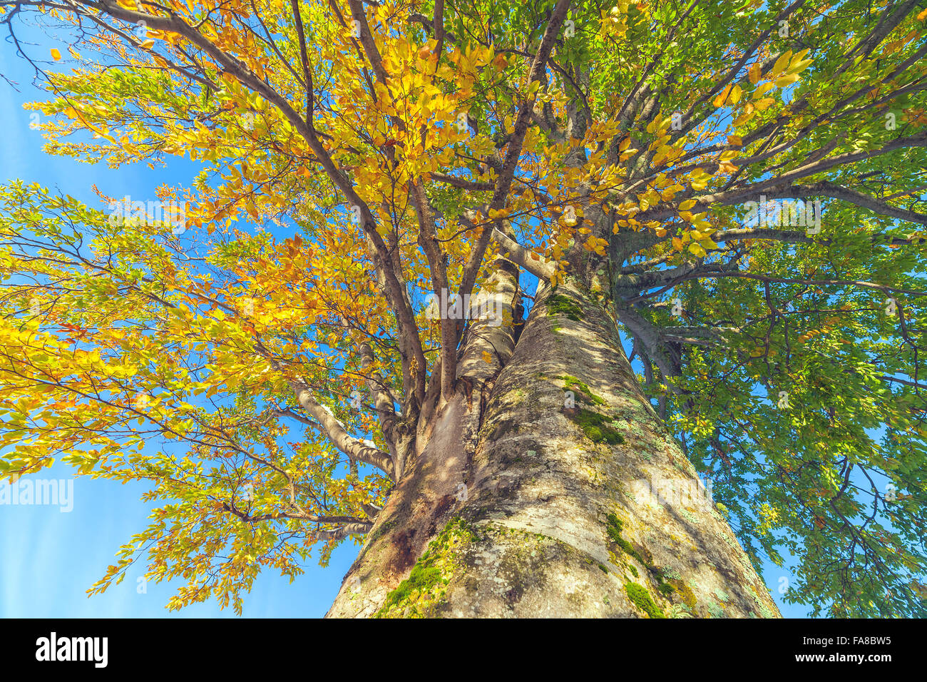 Autumn forest with morning sun and rime hi-res stock photography and ...