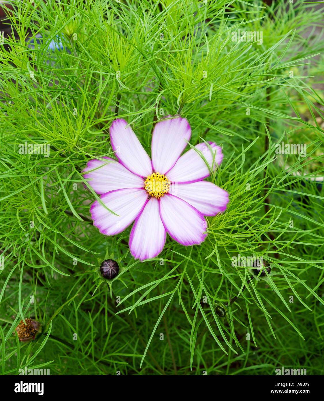 A pink Cosmos flower and spiky green foliage Stock Photo - Alamy