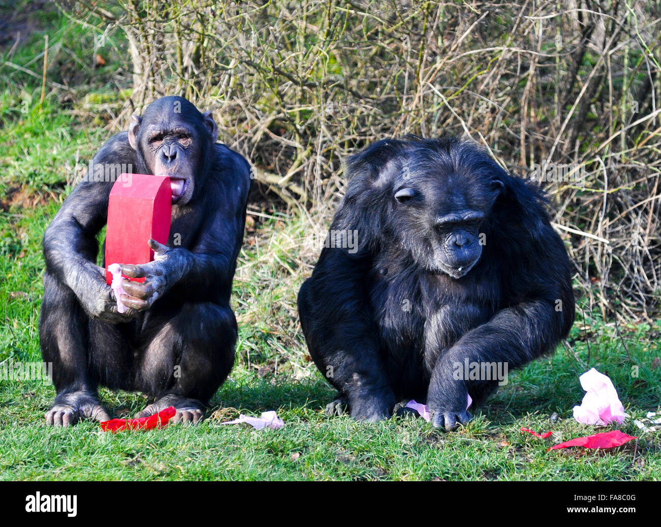 Dunstable, UK. 130214. ZSL Whipsnade ZooÕs Chimpanzees tuck into treats ...