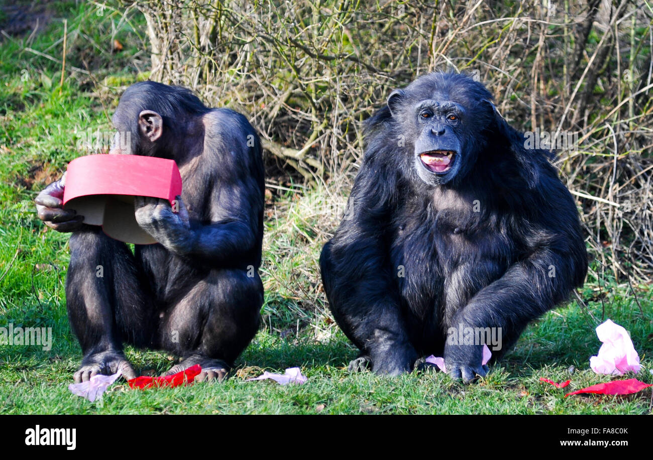 Dunstable, UK. 130214. ZSL Whipsnade ZooÕs Chimpanzees tuck into treats ...