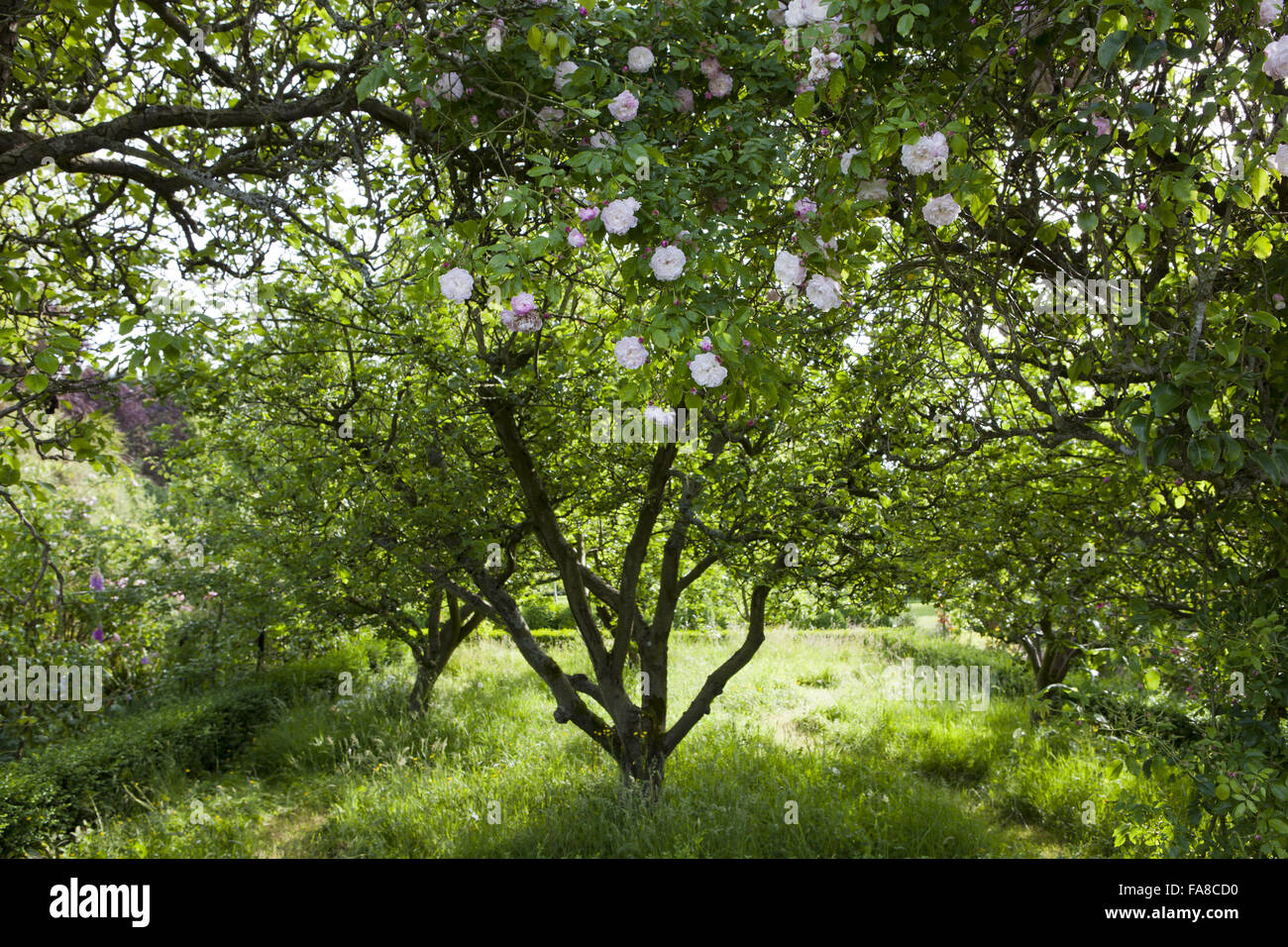 Rambling rose in the orchard area at The Courts Garden, Wiltshire, in ...