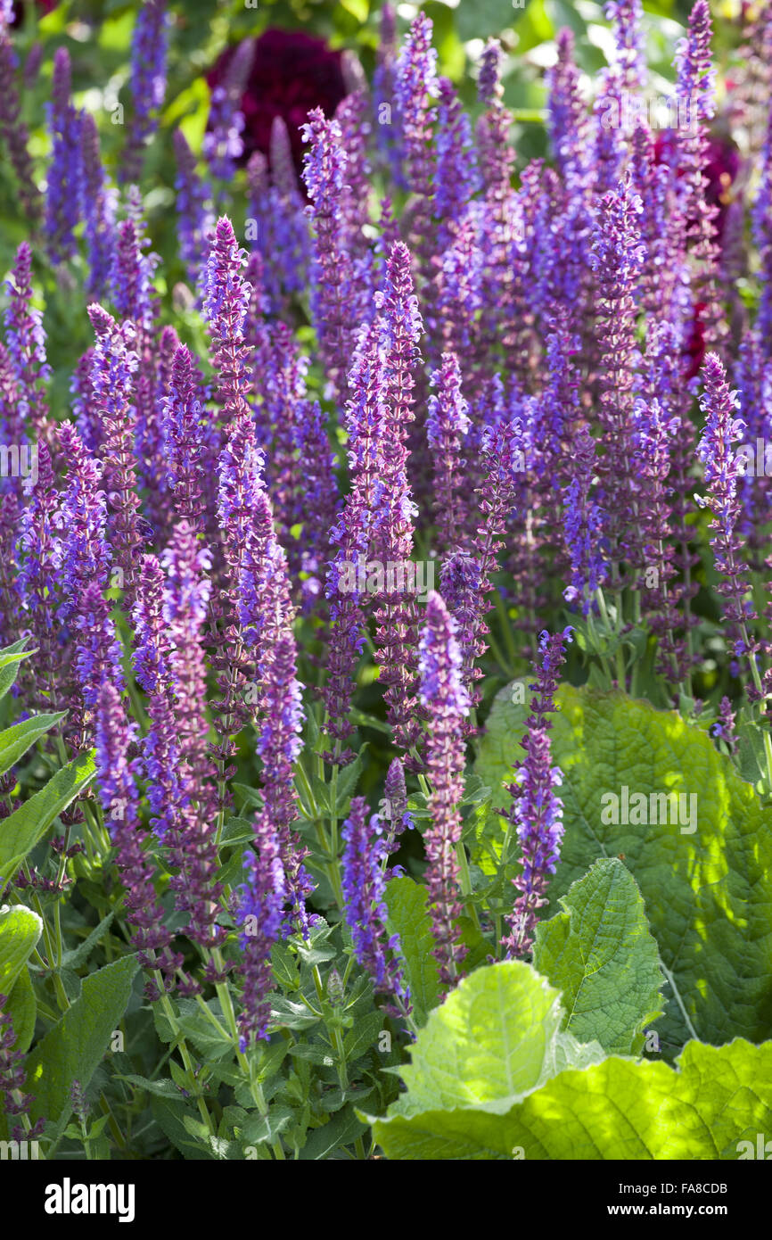 Salvia superba hi-res stock photography and images - Alamy