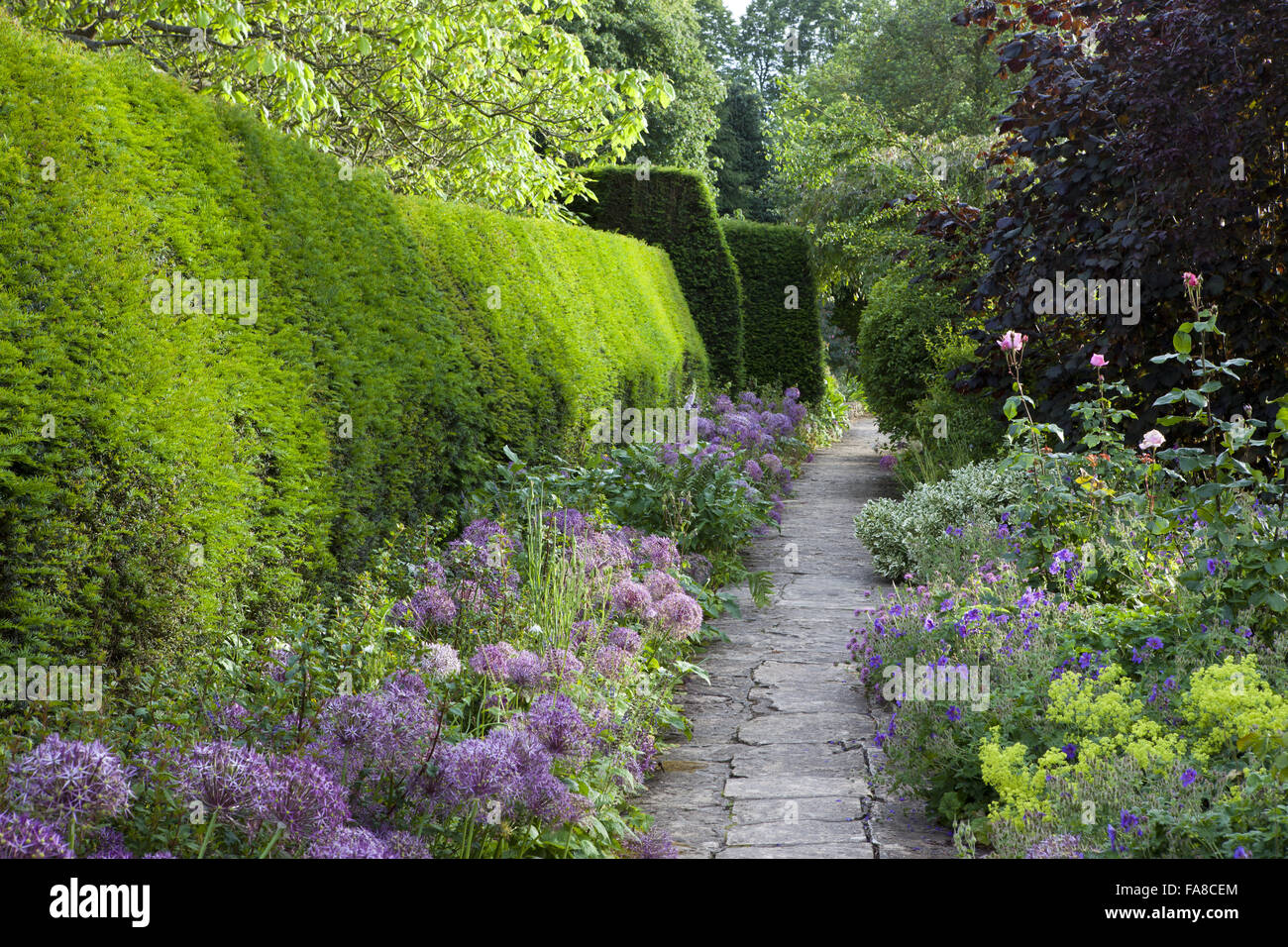 Allium christophii alongside paved path and clipped hedge at The Courts ...