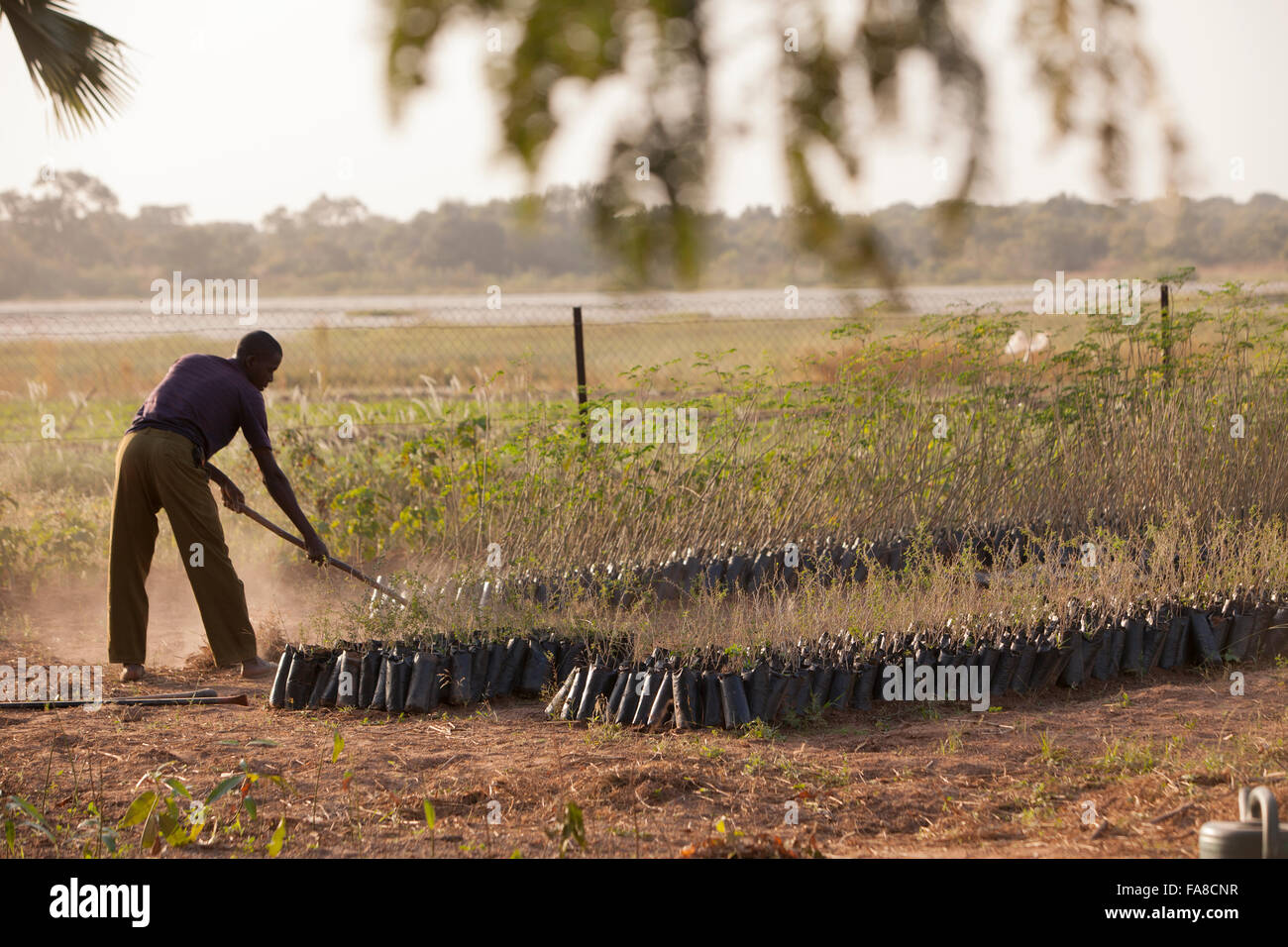 Planting trees africa hi-res stock photography and images - Alamy