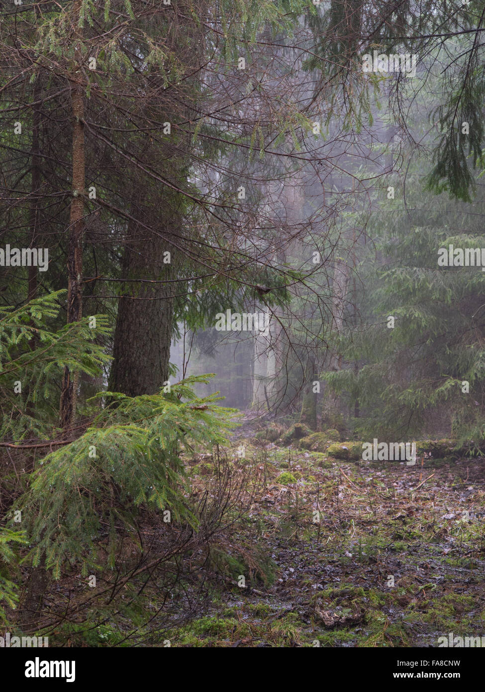 Early spring morning in the forest with mist and old road in mist Stock ...