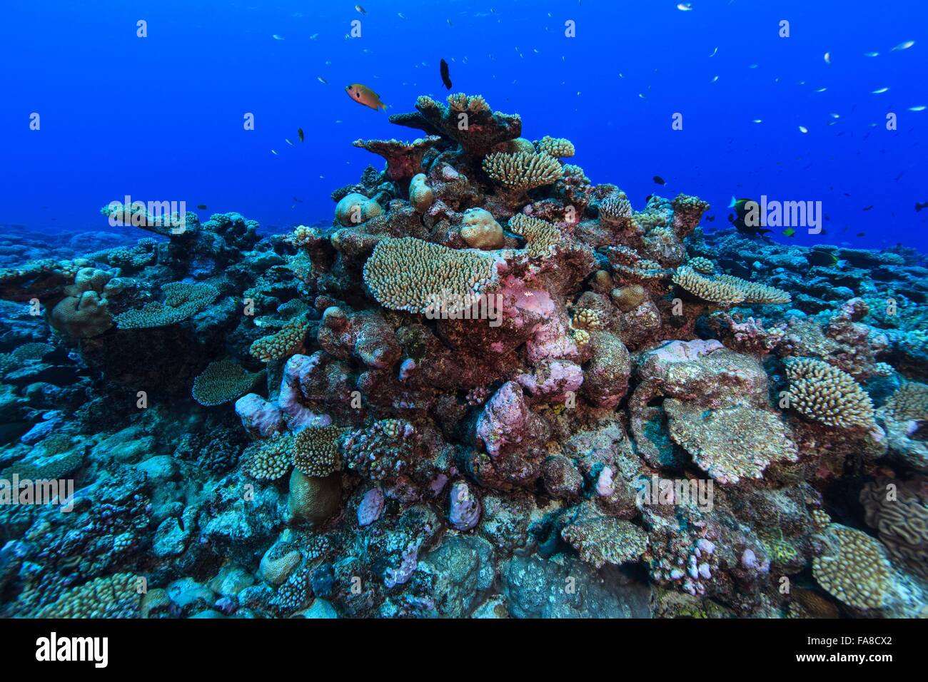 Underwater view of coral reef at Palmerston Atoll, Cook Islands Stock ...