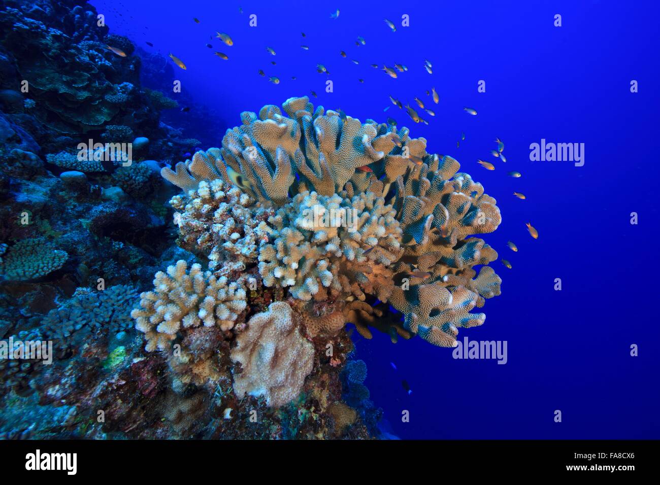Reef fish hover over a coral head at Palmerston Atoll, Cook Islands ...