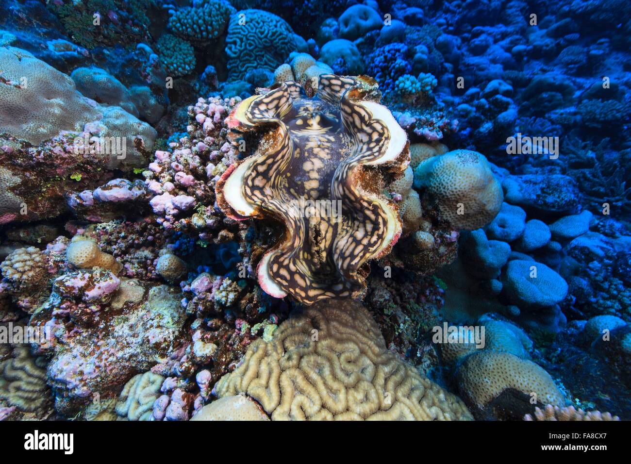 Giant clam south pacific hi-res stock photography and images - Alamy