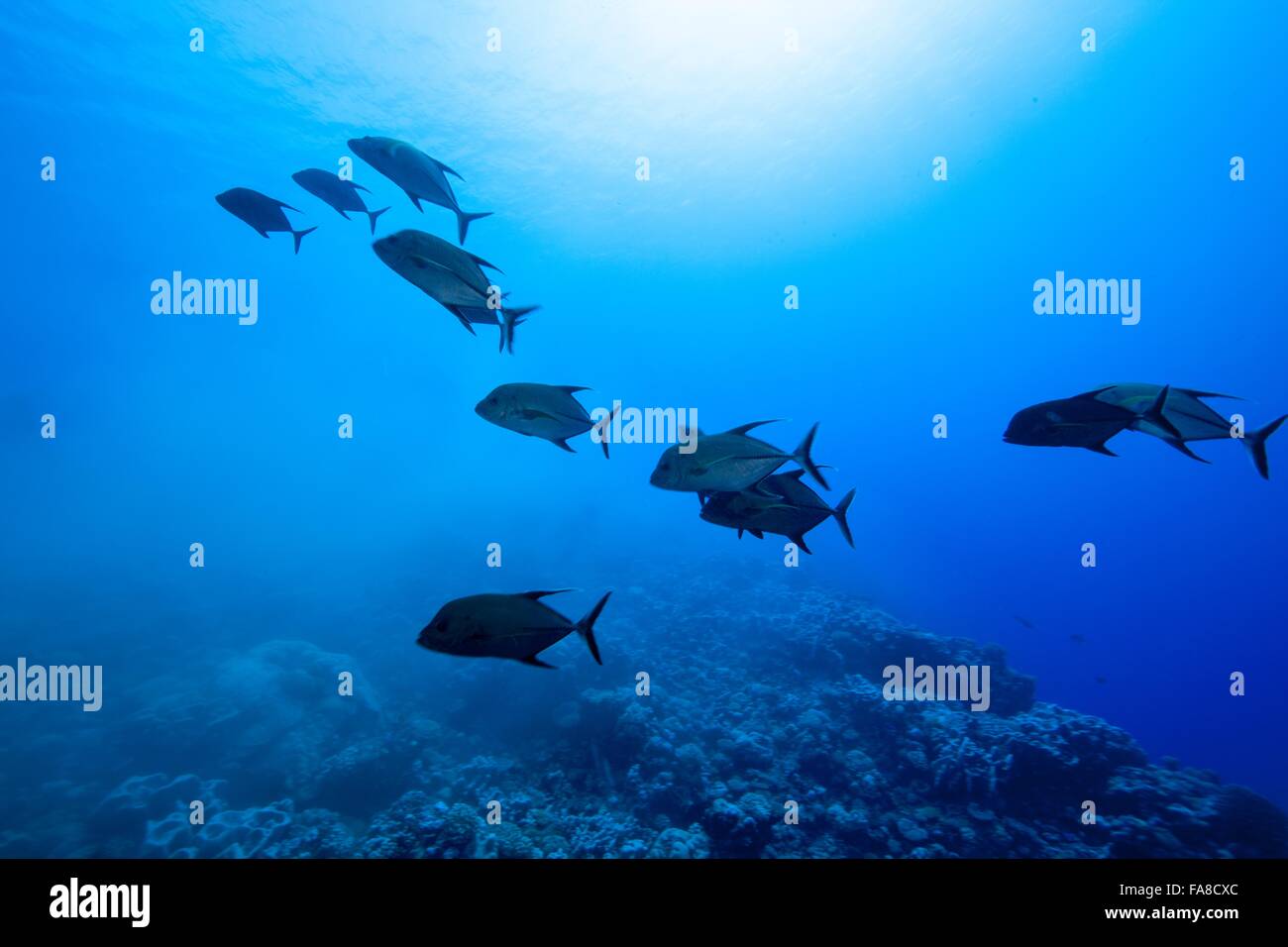Underwater view of caranx lugubris (black trevally) at Palmerston Atoll ...