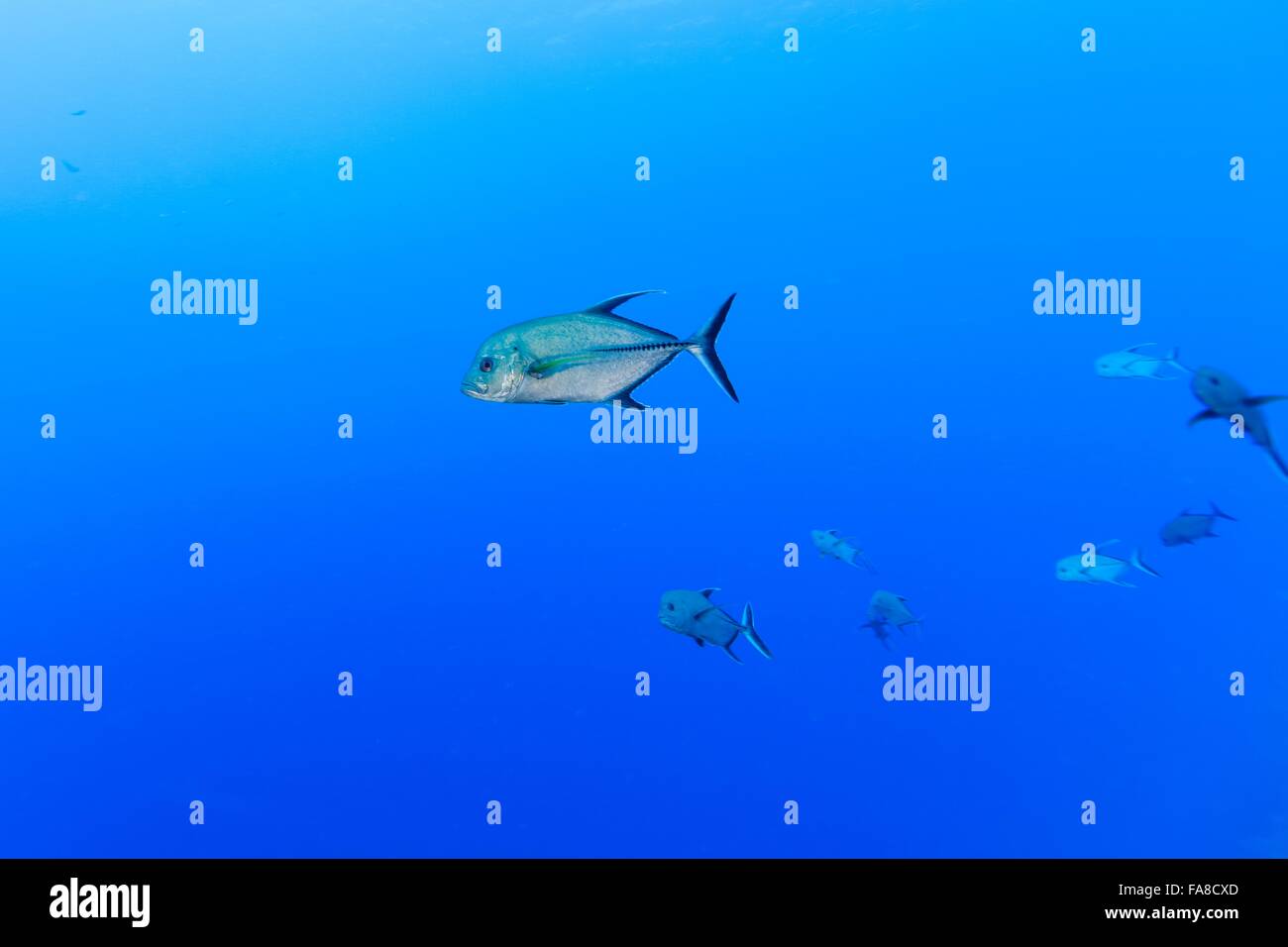 Underwater view of caranx lugubris (black trevally) at Palmerston Atoll ...