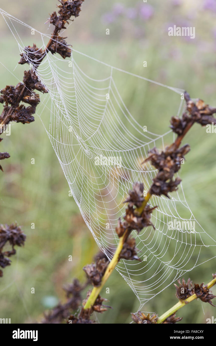 A spider's web in autumn in the grounds at Lacock Abbey, Wiltshire ...