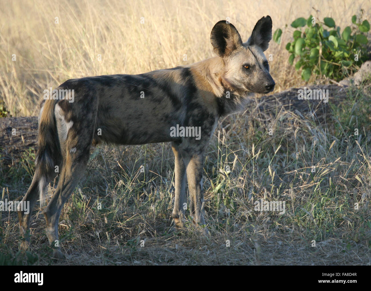 Wild Dog Standing Side View Botswana Stock Photo - Alamy