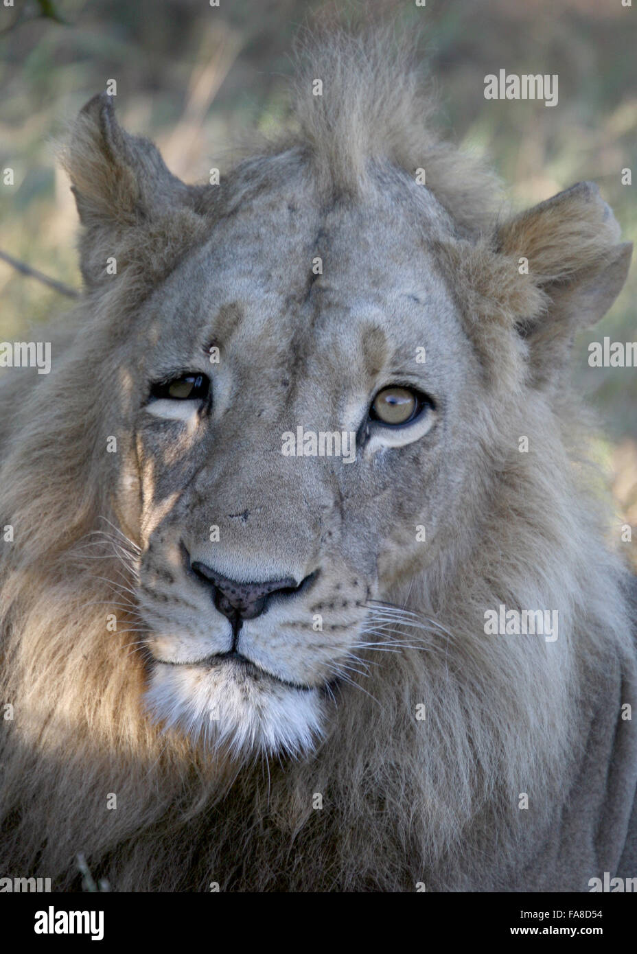Full mane hi-res stock photography and images - Alamy