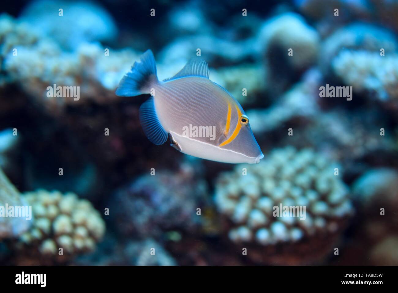 Underwater view of scimitar triggerfish (sufflamen bursa) at Palmerston ...