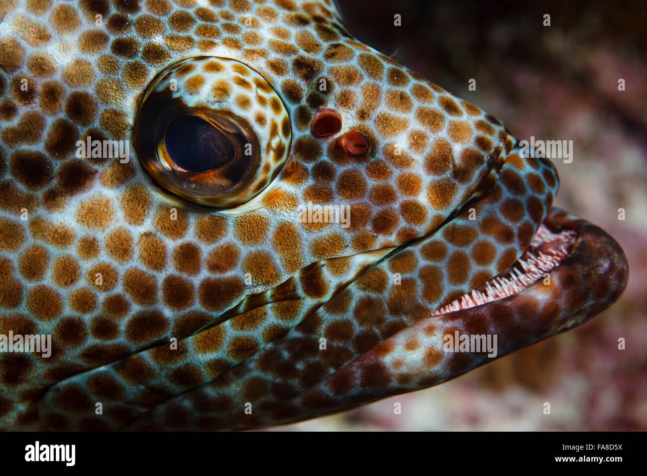 Grouper fish teeth hi-res stock photography and images - Alamy