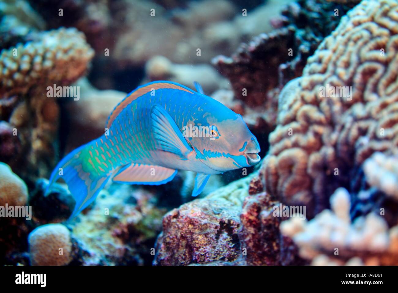 Underwater view of chlorurus fontalis (reefcrest parrotfish) at ...
