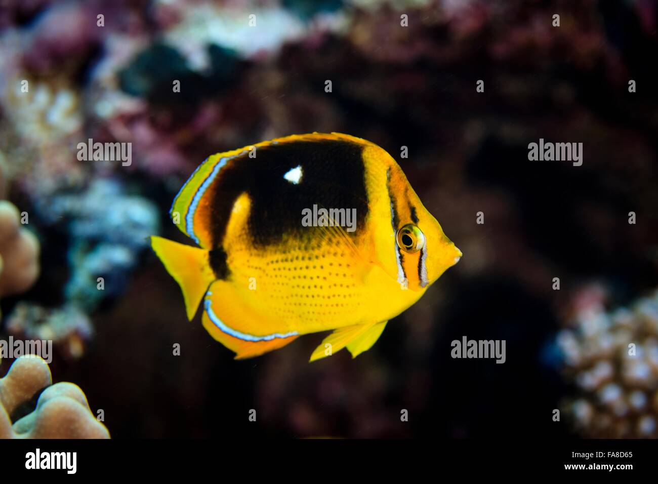 Underwater view of chaetodon quadrimaculatus (fourspot butterflyfish) at Palmerston Atoll, Cook ...