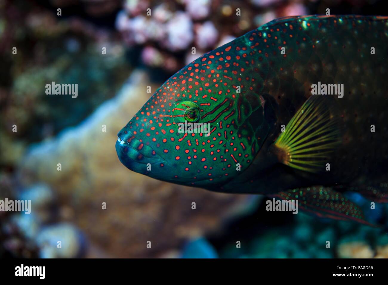 Underwater view of cheilinus chlorourus (floral maori wrasse) at ...
