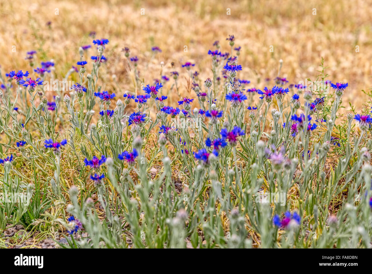 Pasargad blue meadow flowers Stock Photo - Alamy