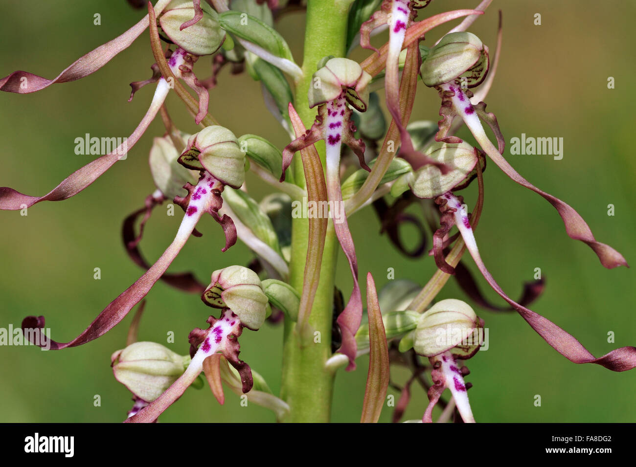 Lizard orchids hi-res stock photography and images - Alamy