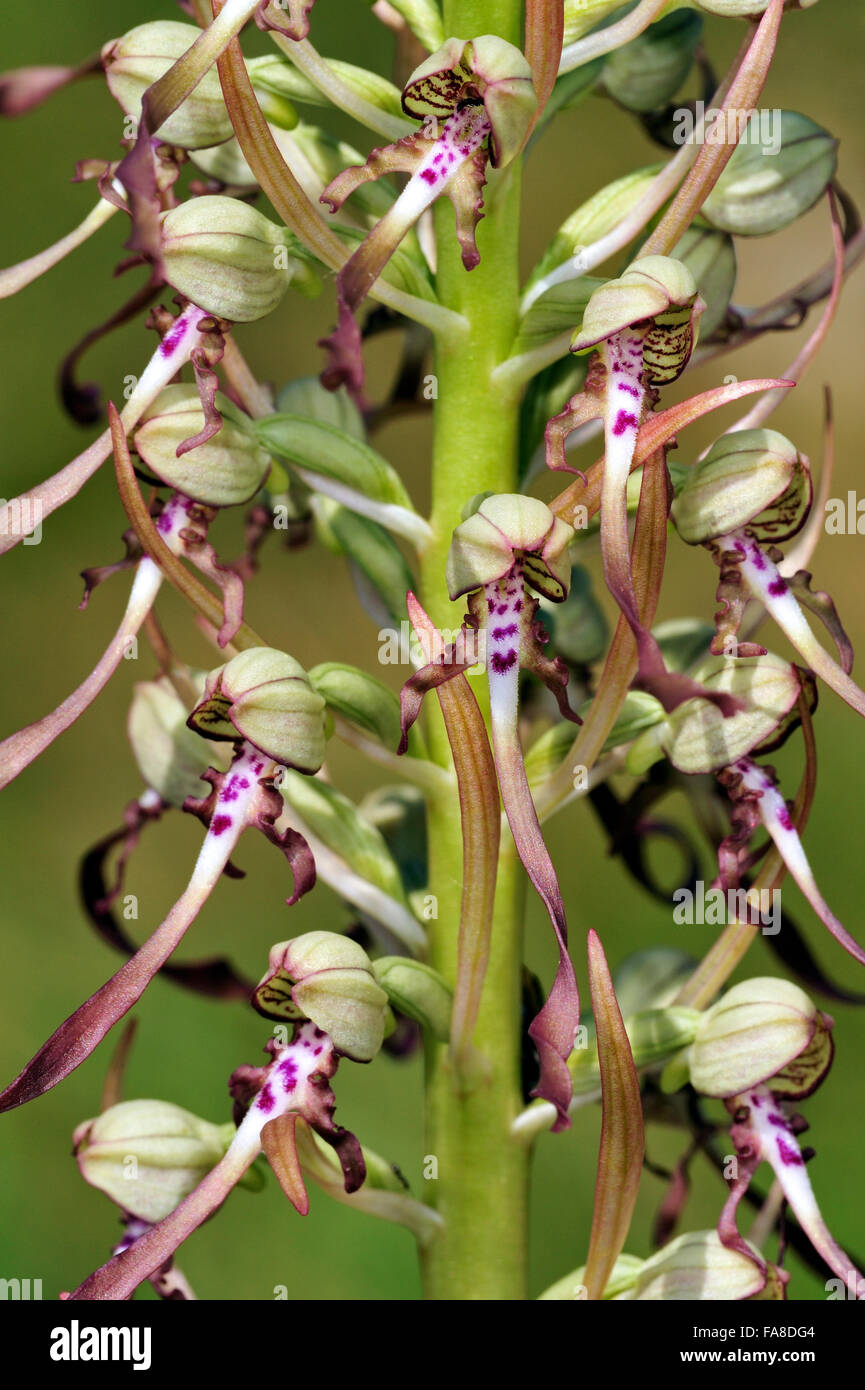 Lizard orchids hi-res stock photography and images - Alamy