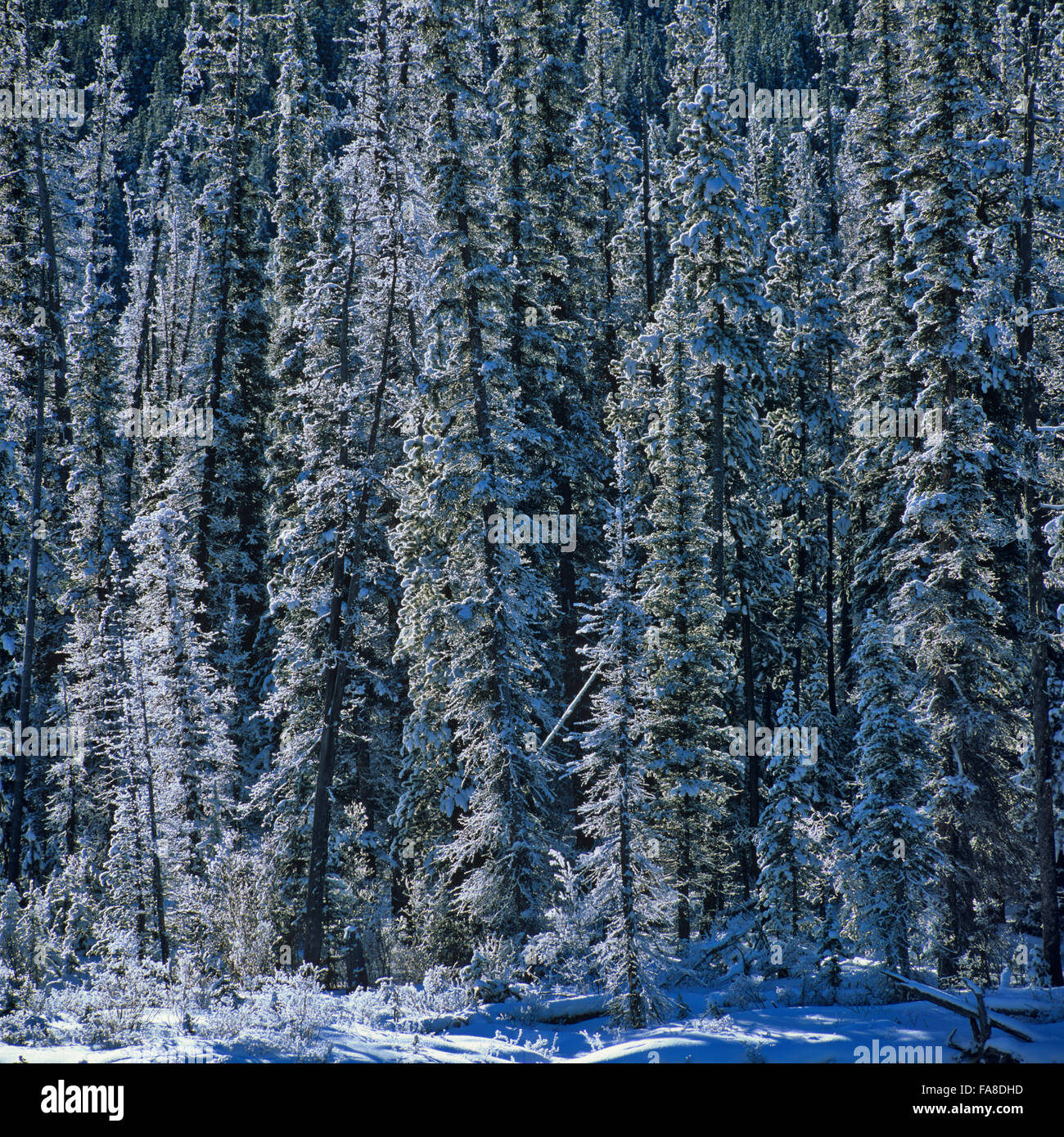 Snow covered forest in Jasper National Park Stock Photo - Alamy