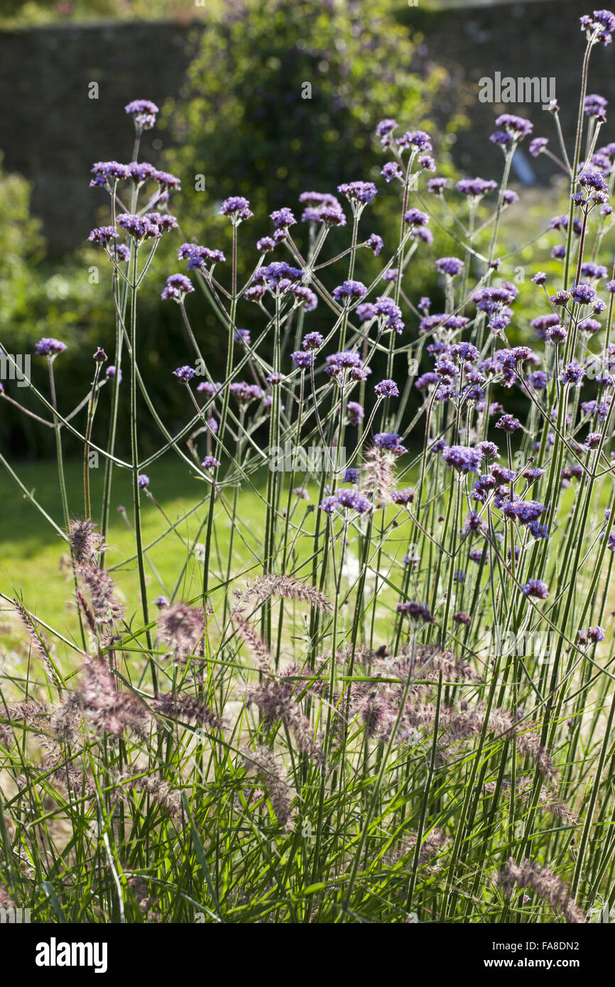 Verbena Bonariensis With Roses