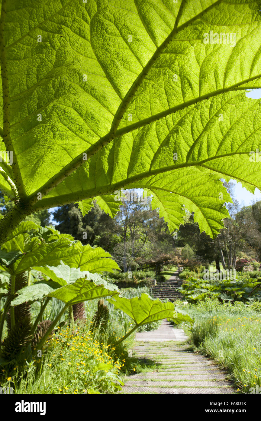 Gunnera in the garden in June at Penrhyn Castle, Gwynedd, North Wales ...