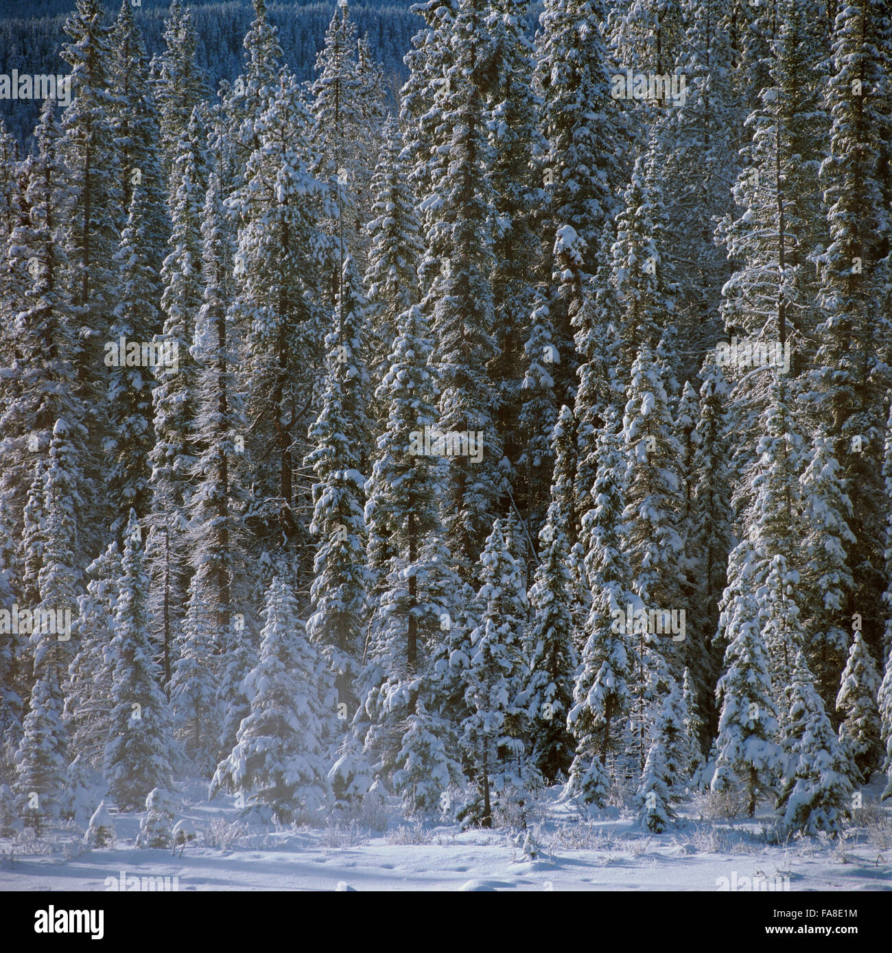 Snow covered forest in Jasper National Park Stock Photo - Alamy