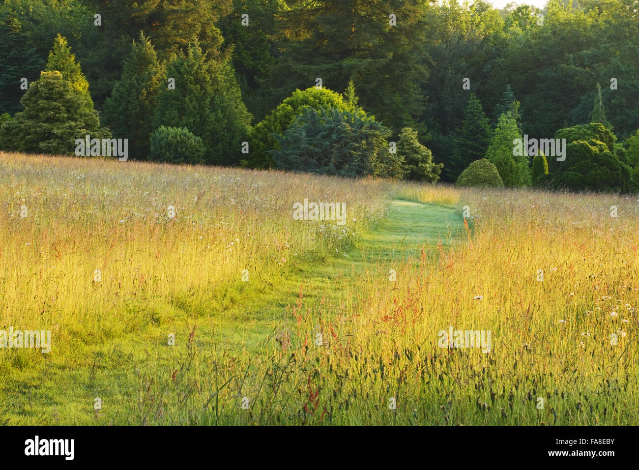 Mown path across the meadow grass of the Pinetum at Nymans, West Sussex ...
