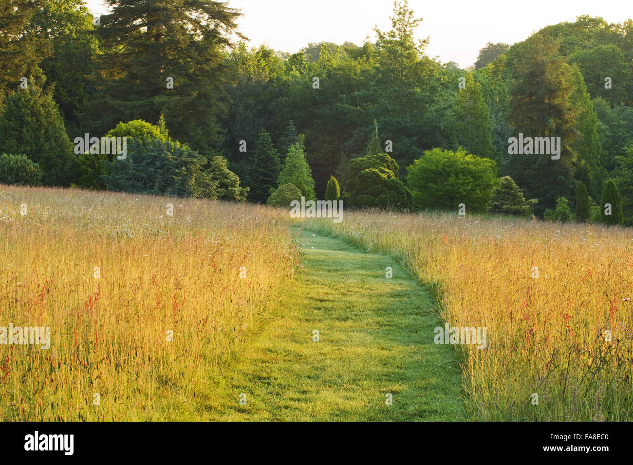 Mown path across the meadow grass of the Pinetum at Nymans, West Sussex ...