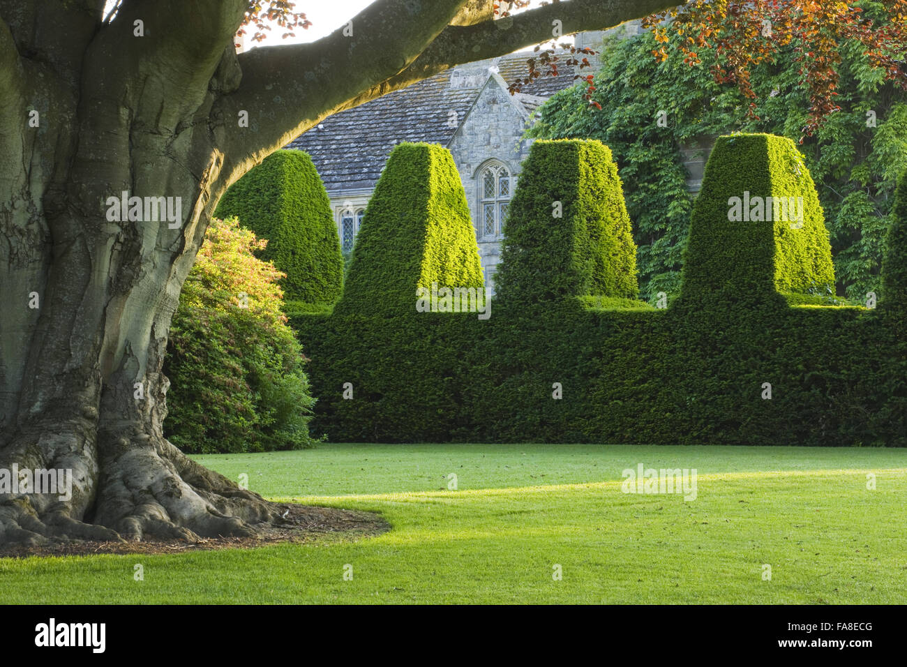 Topiary yew hedge at Nymans, West Sussex, in June Stock Photo - Alamy