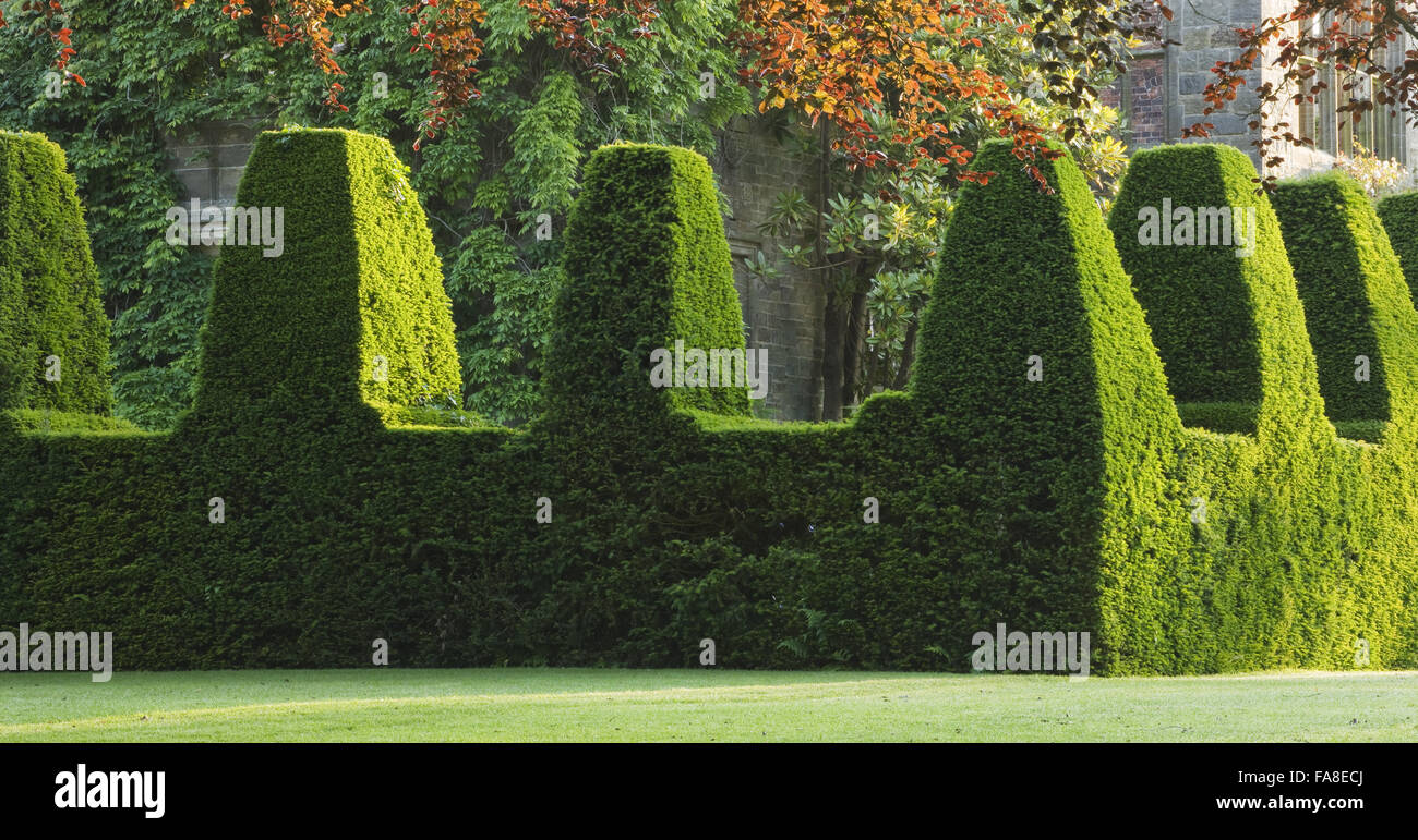 Topiary yew hedge at Nymans, West Sussex, in June Stock Photo - Alamy
