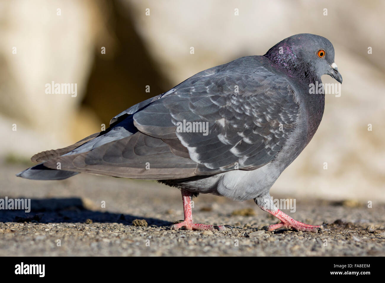 Walking pigeon hi-res stock photography and images - Alamy