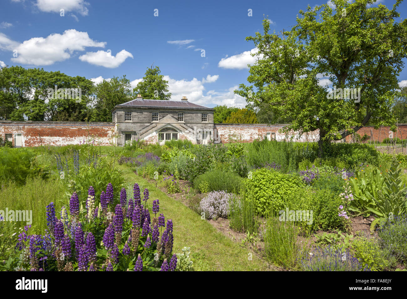 The walled garden in June on the Shugborough Estate, Staffordshire ...