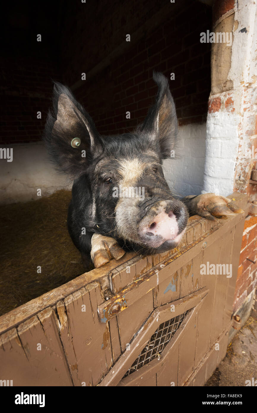 Pigsty model hi-res stock photography and images - Alamy