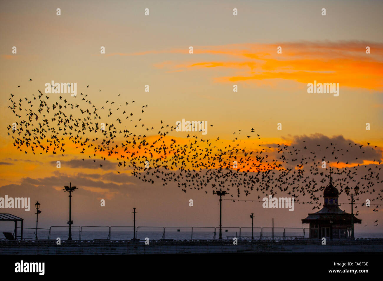 Birds in Flight, flying in the clouds flocks of Starlings at Blackpool ...