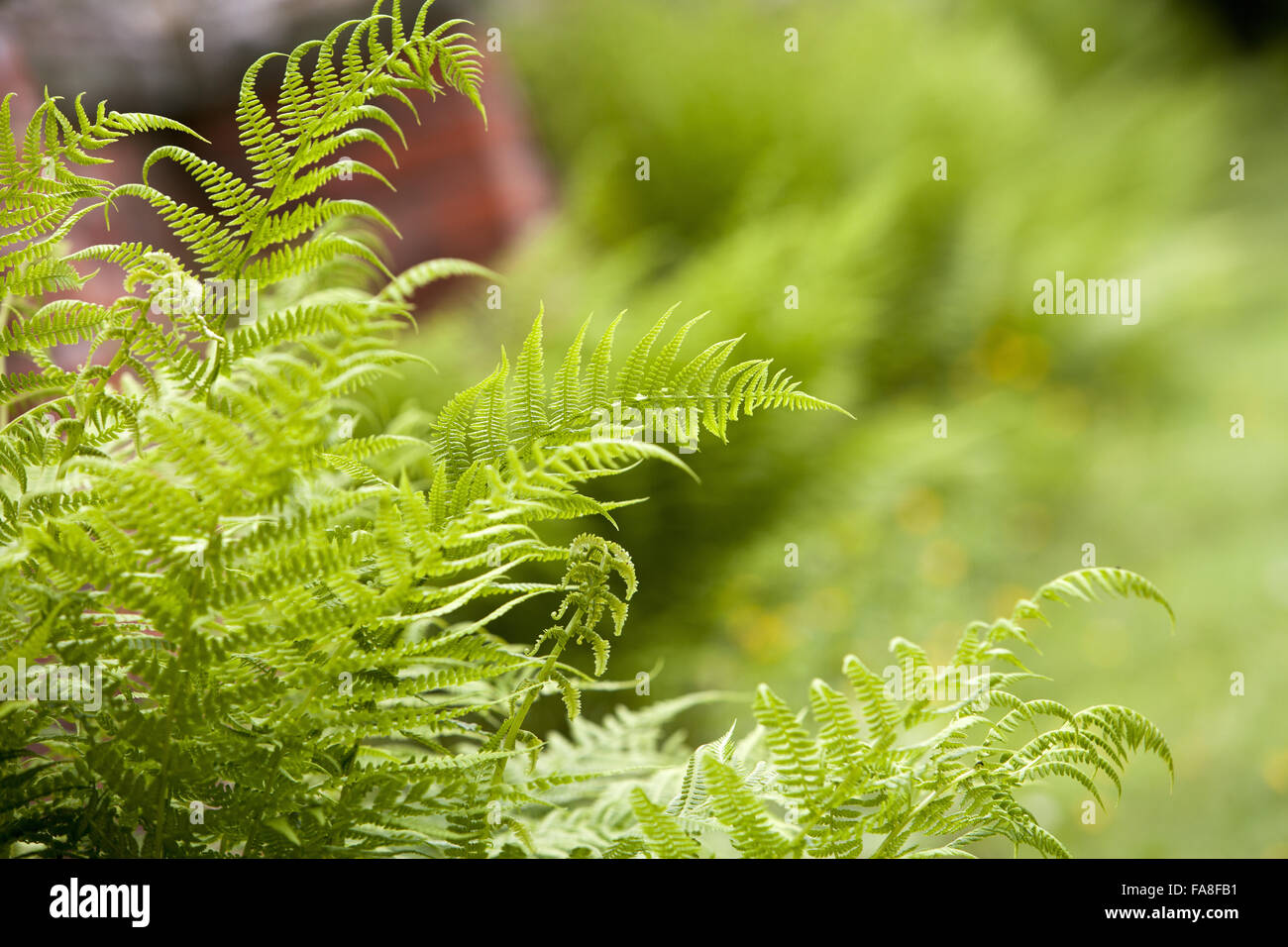 Ferns in June at Hare Hill, Cheshire Stock Photo - Alamy