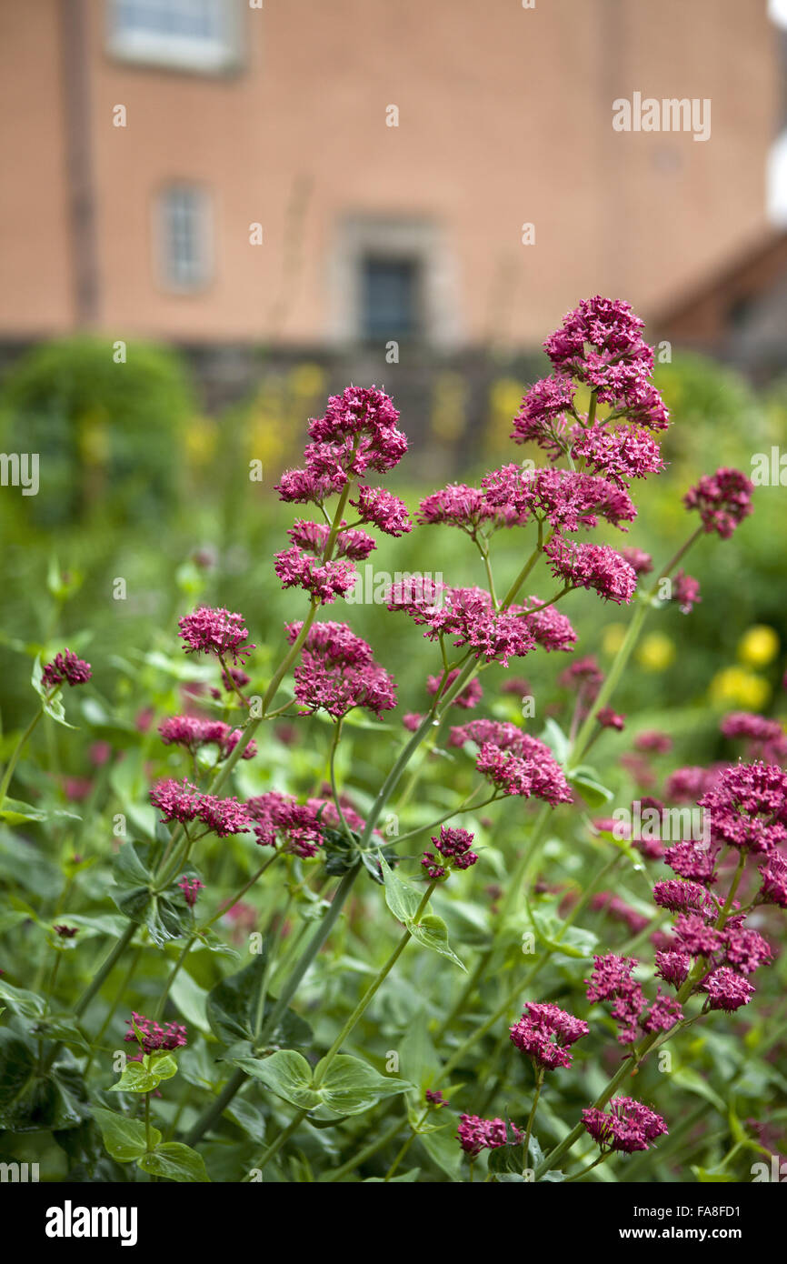 Red Valerian in June in the garden at Wordsworth House, Cockermouth ...