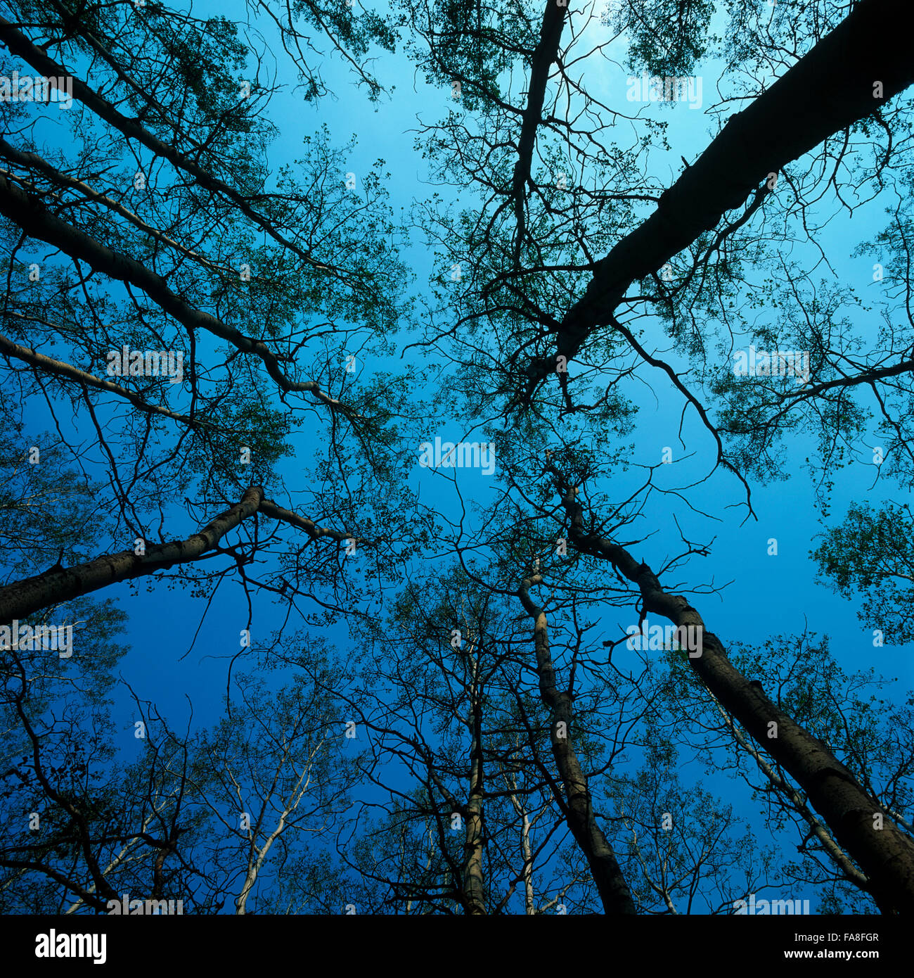 Forest in Jasper National Park Stock Photo - Alamy
